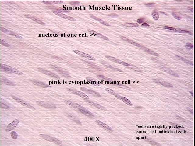 Smooth Muscle Tissue 400x
